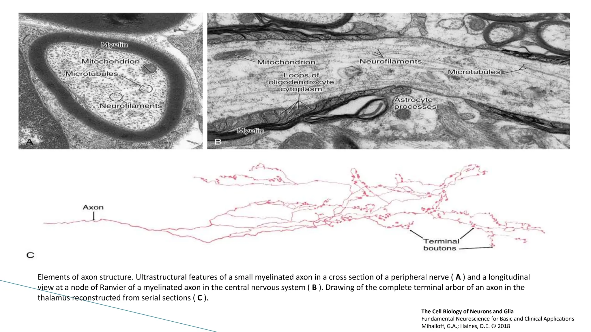 Histology of the CNS.pptx including neurons | PPT Histology of the CNS.pptx including neurons | PPT