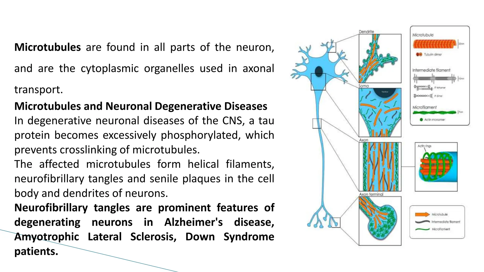 Histology of the CNS.pptx including neurons | PPT