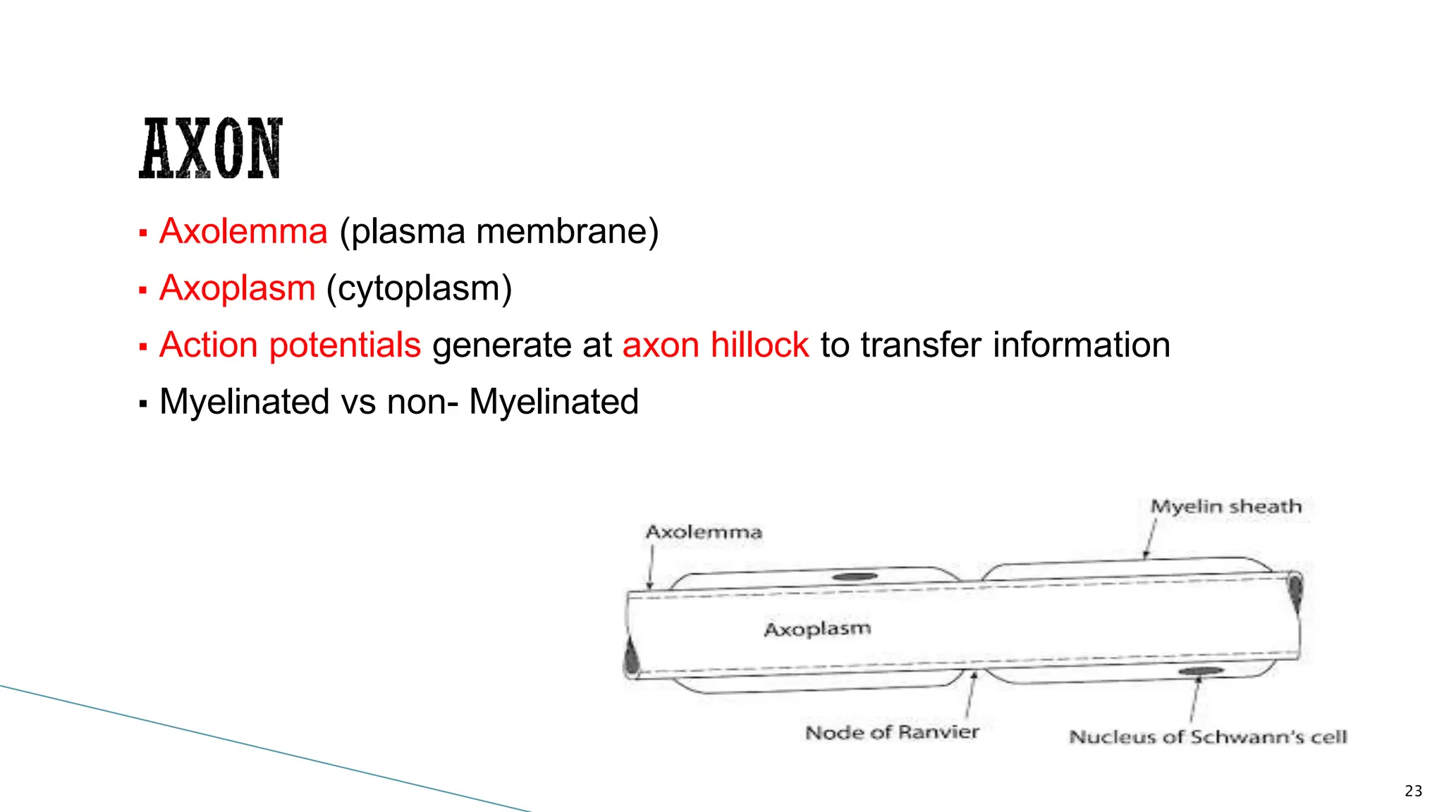 Histology of the CNS.pptx including neurons | PPTX