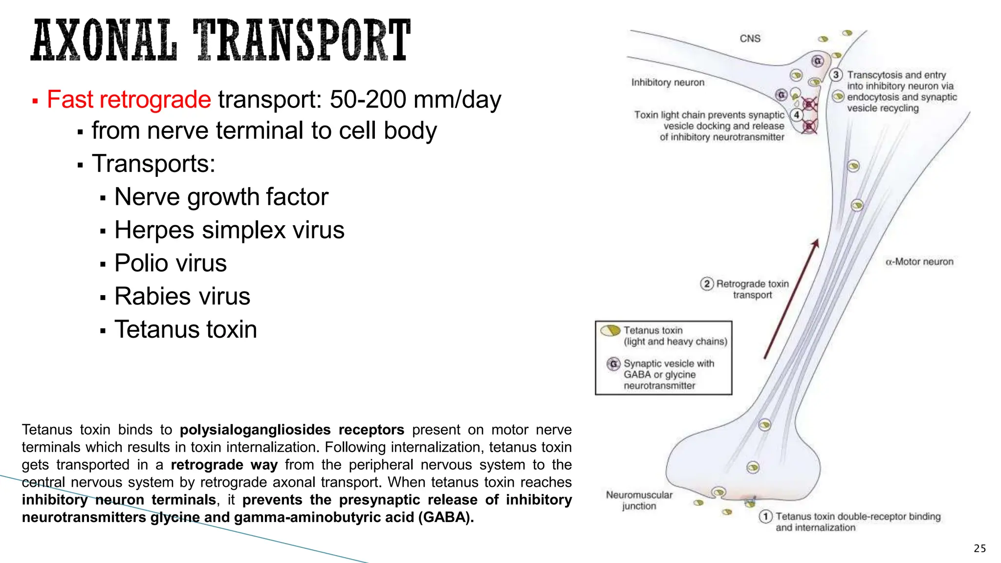 Histology of the CNS.pptx including neurons | PPT