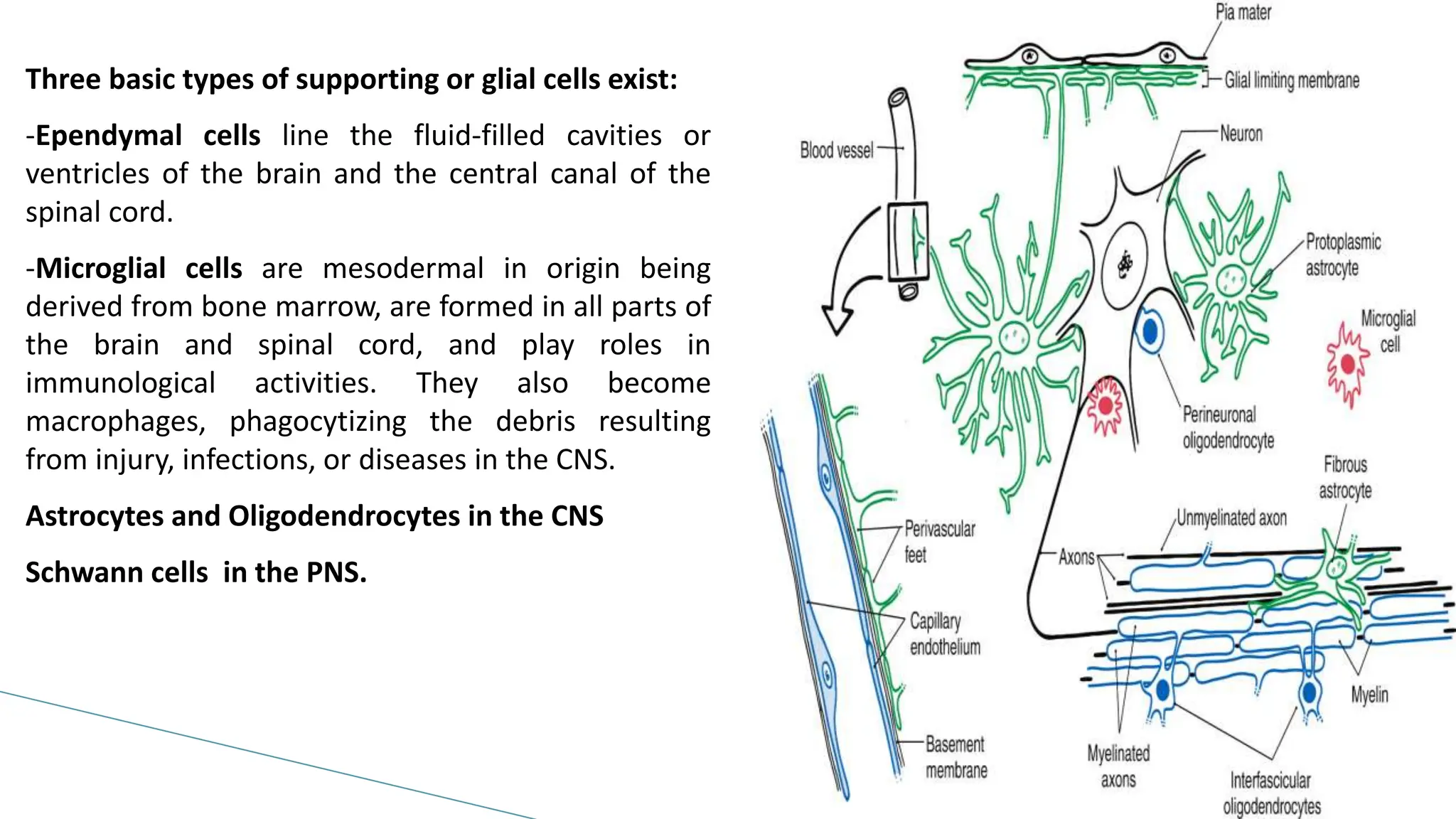 Histology of the CNS.pptx including neurons | PPT Histology of the CNS.pptx including neurons | PPT