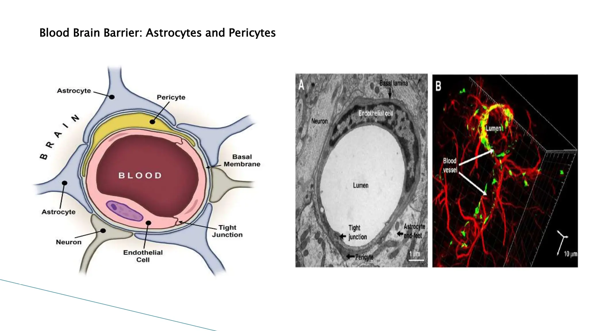 Histology of the CNS.pptx including neurons | PPT Histology of the CNS.pptx including neurons | PPT