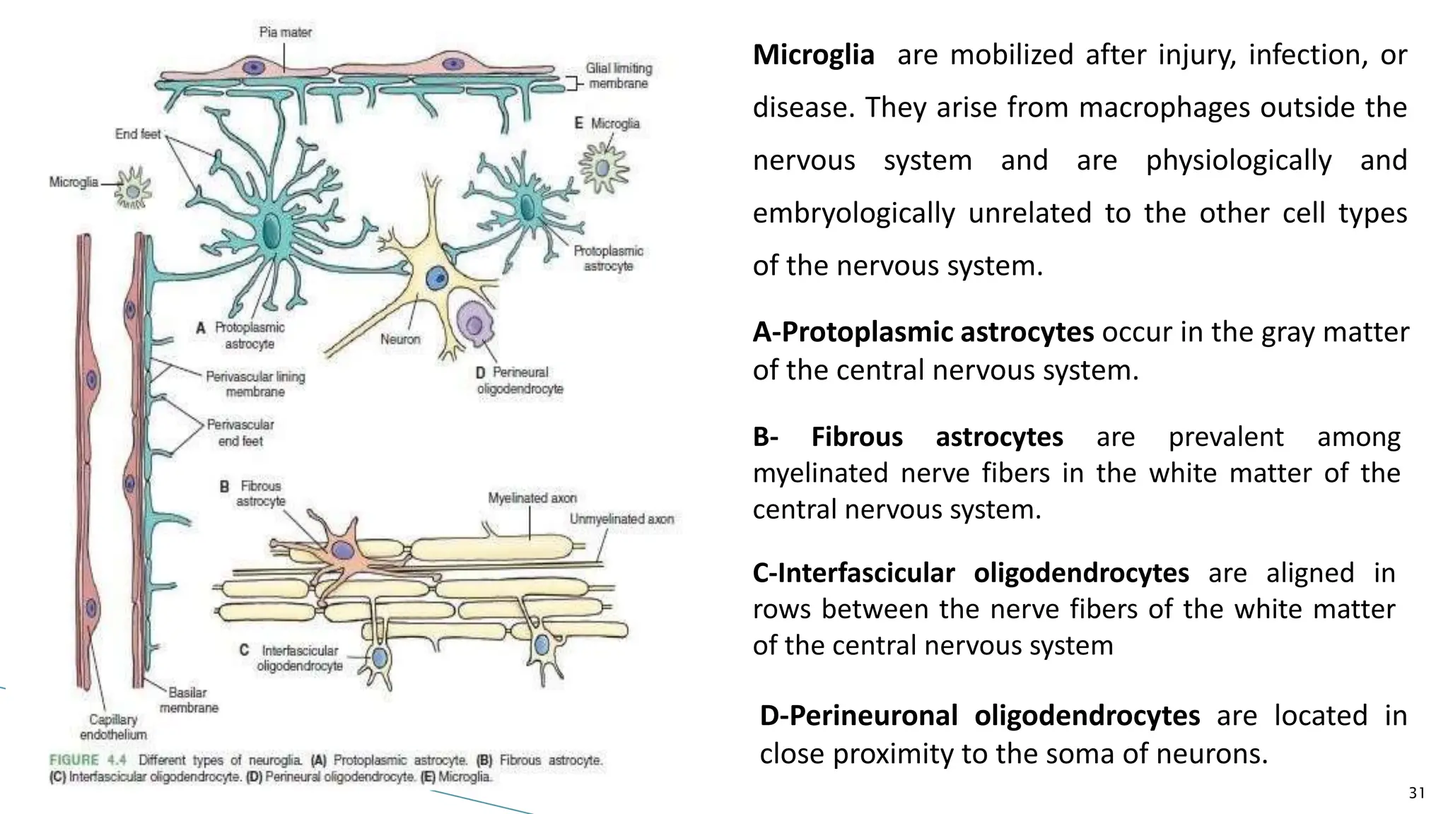 Histology of the CNS.pptx including neurons | PPT Histology of the CNS.pptx including neurons | PPT