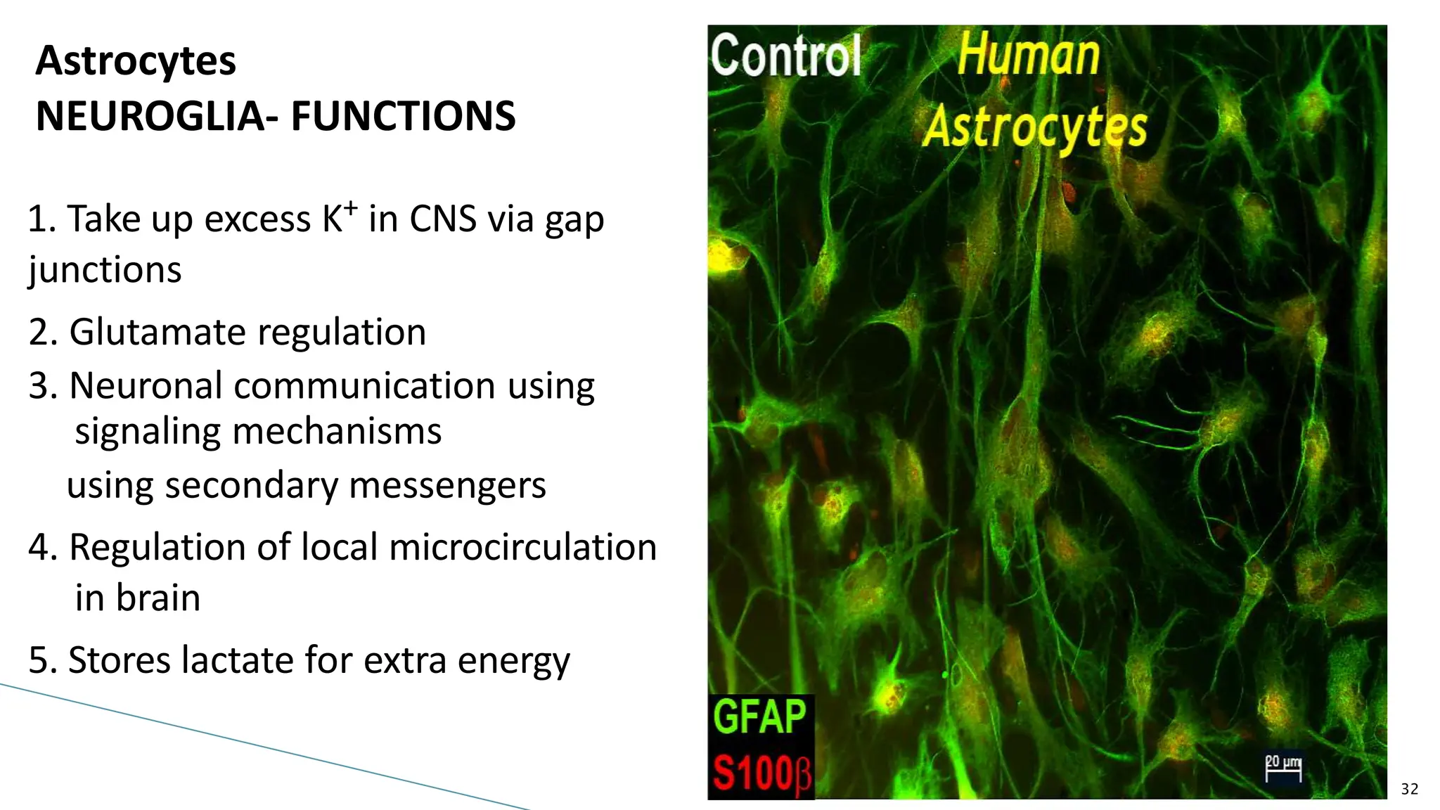 Histology of the CNS.pptx including neurons | PPT