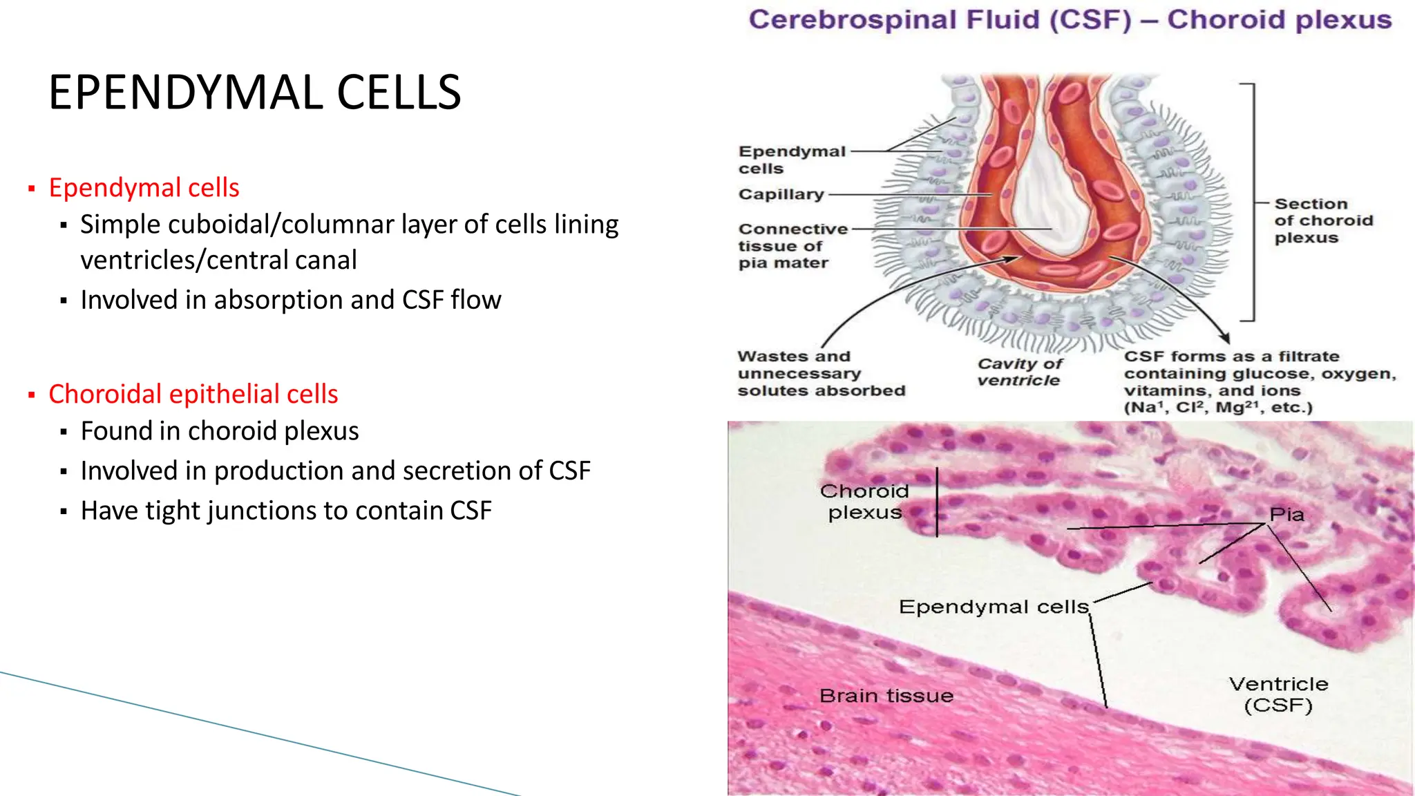 Histology of the CNS.pptx including neurons | PPT Histology of the CNS.pptx including neurons | PPT