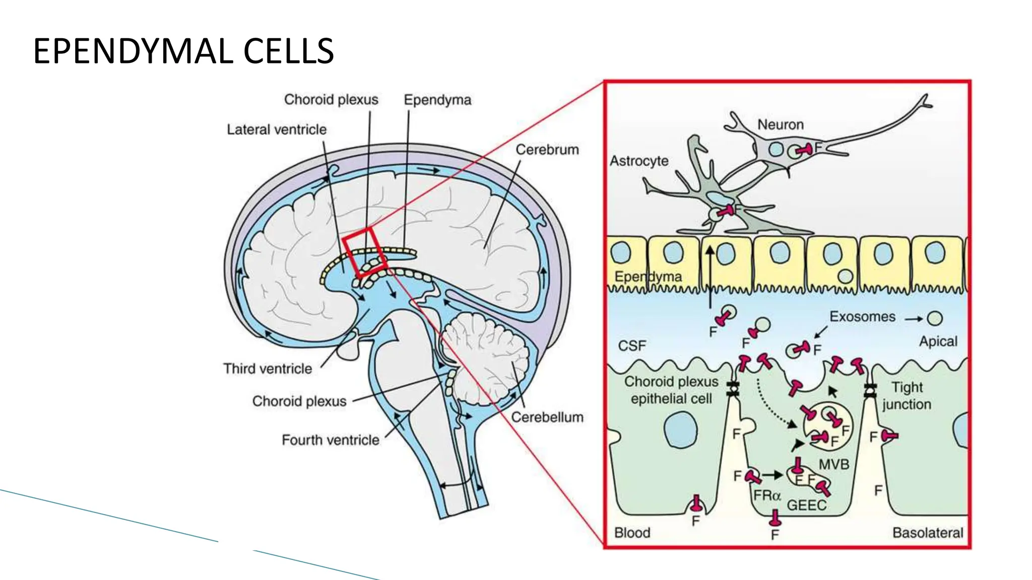 Histology of the CNS.pptx including neurons | PPT
