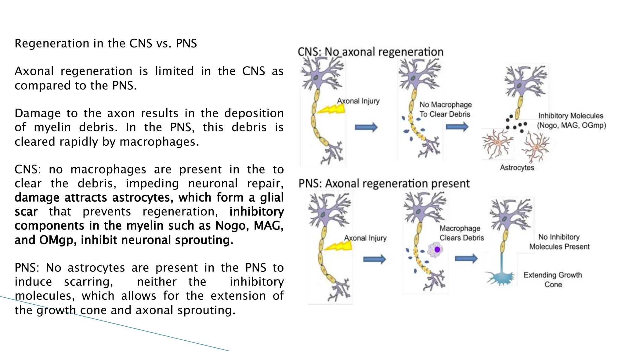 Histology of the CNS.pptx including neurons | PPT