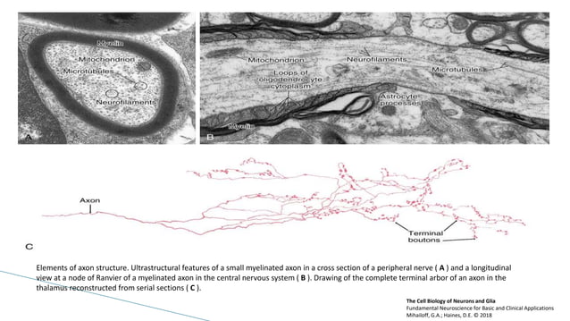 Histology of the CNS.pptx including neurons | PPT