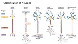 Histology of the CNS.pptx including neurons | PPT