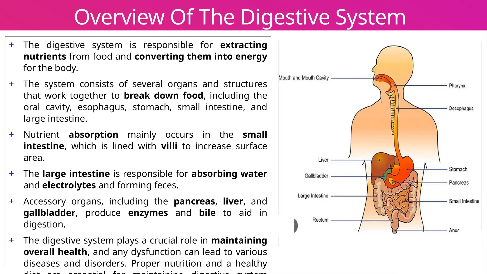 Histology of the digestive system by Runyi Ben.pptx