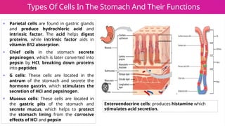 Histology of the digestive system by Runyi Ben.pptx