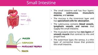Histology of the digestive system by Runyi Ben.pptx