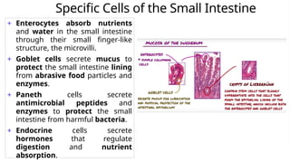Histology of the digestive system by Runyi Ben.pptx