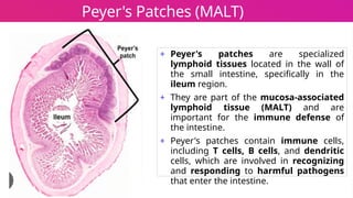 Histology of the digestive system by Runyi Ben.pptx