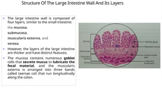 Histology of the digestive system by Runyi Ben.pptx