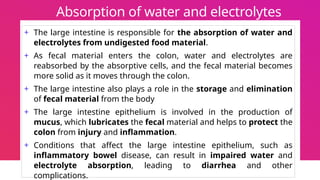 Histology of the digestive system by Runyi Ben.pptx