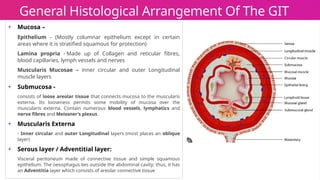 Histology of the digestive system by Runyi Ben.pptx