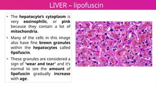 Histology of the digestive system by Runyi Ben.pptx