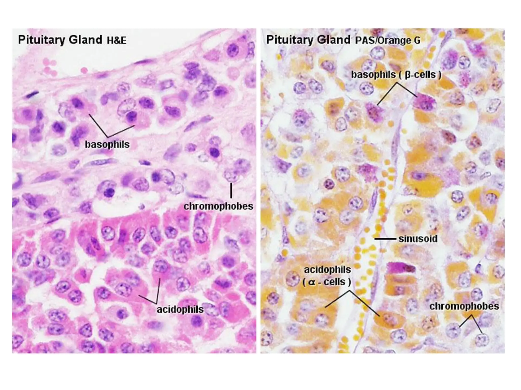 histology _ of _ the _ endocrine _ system | PDF