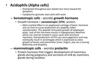 histology _ of _ the _ endocrine _ system | PDF | Pregnancy ...