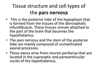 histology _ of _ the _ endocrine _ system | PDF