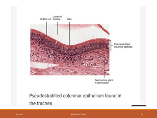 HISTOLOGY OF THE EPITHELIAL TISSUE AND FUNCTIONS | PPTX