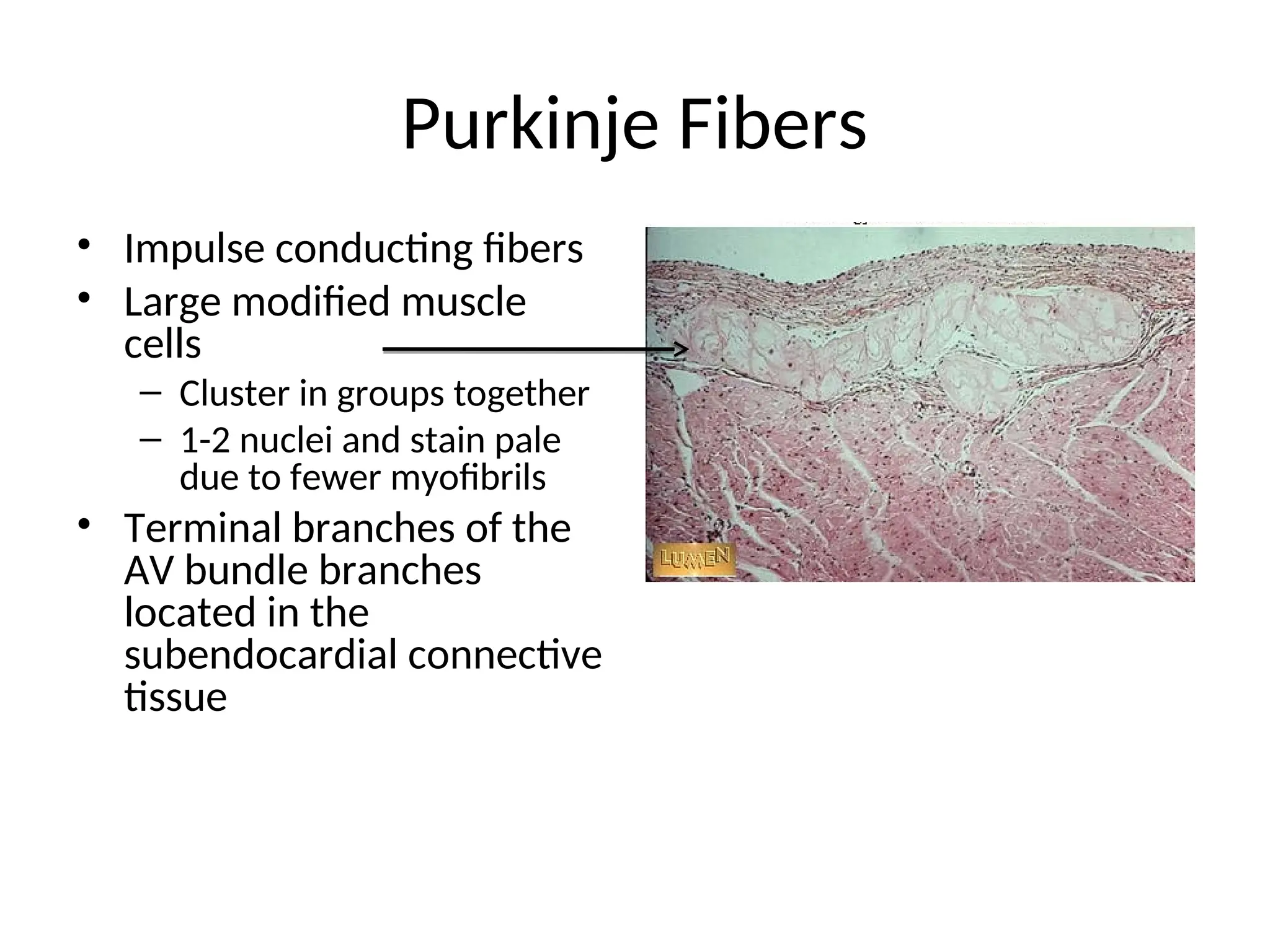 Histology of the heart of the humanp.ppt