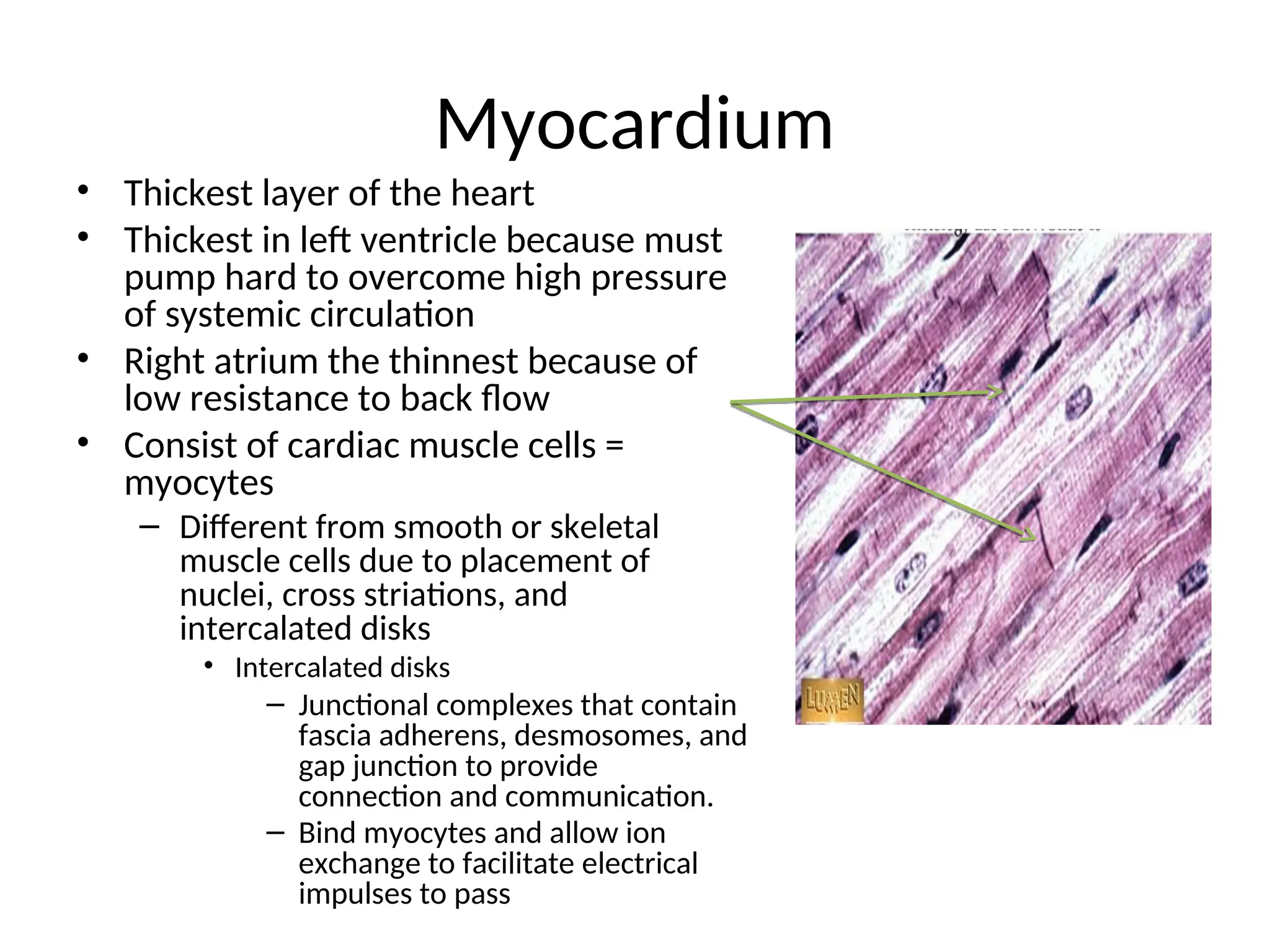 Histology of the heart of the humanp.ppt