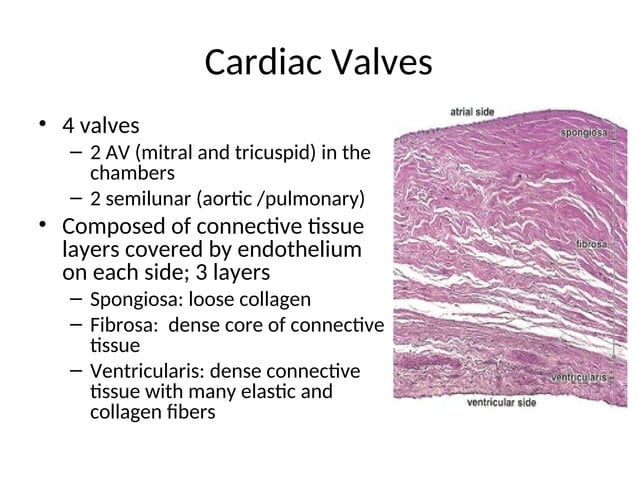 Histology of the heart of the humanp.ppt
