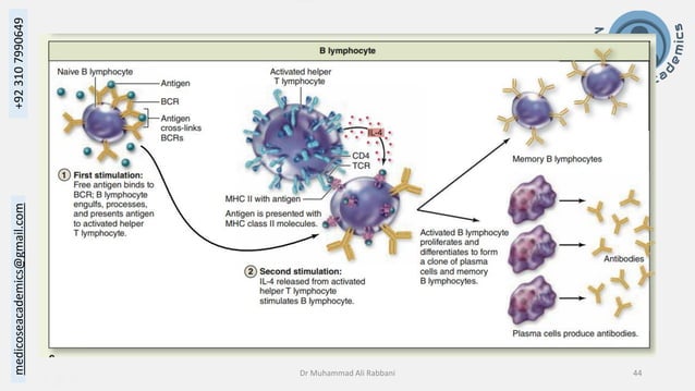 Histology of the Immune System - Dr Muhammad Ali Rabbani | PDF