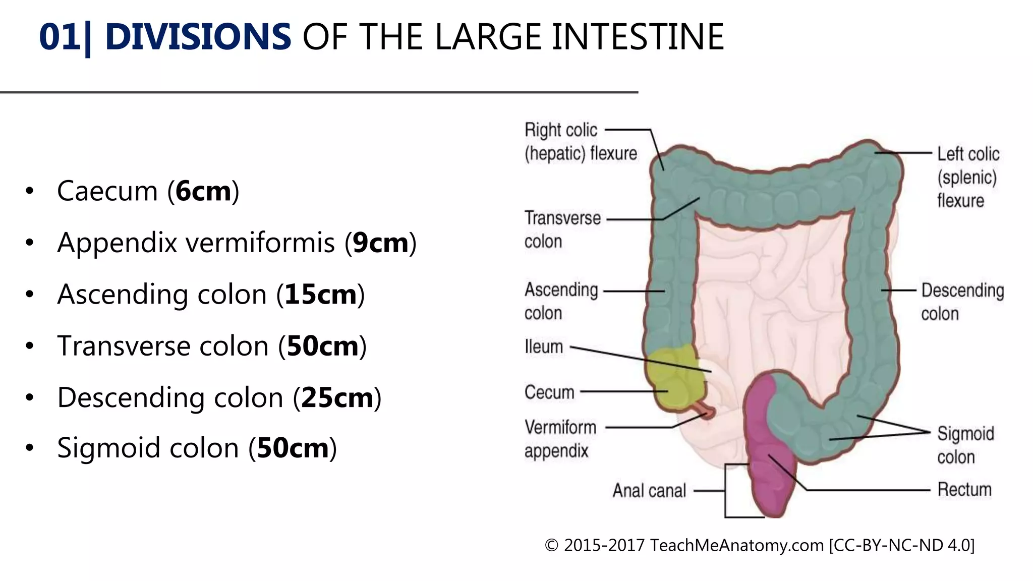 A seminar presentation on the histology of the large intestine | PPTX