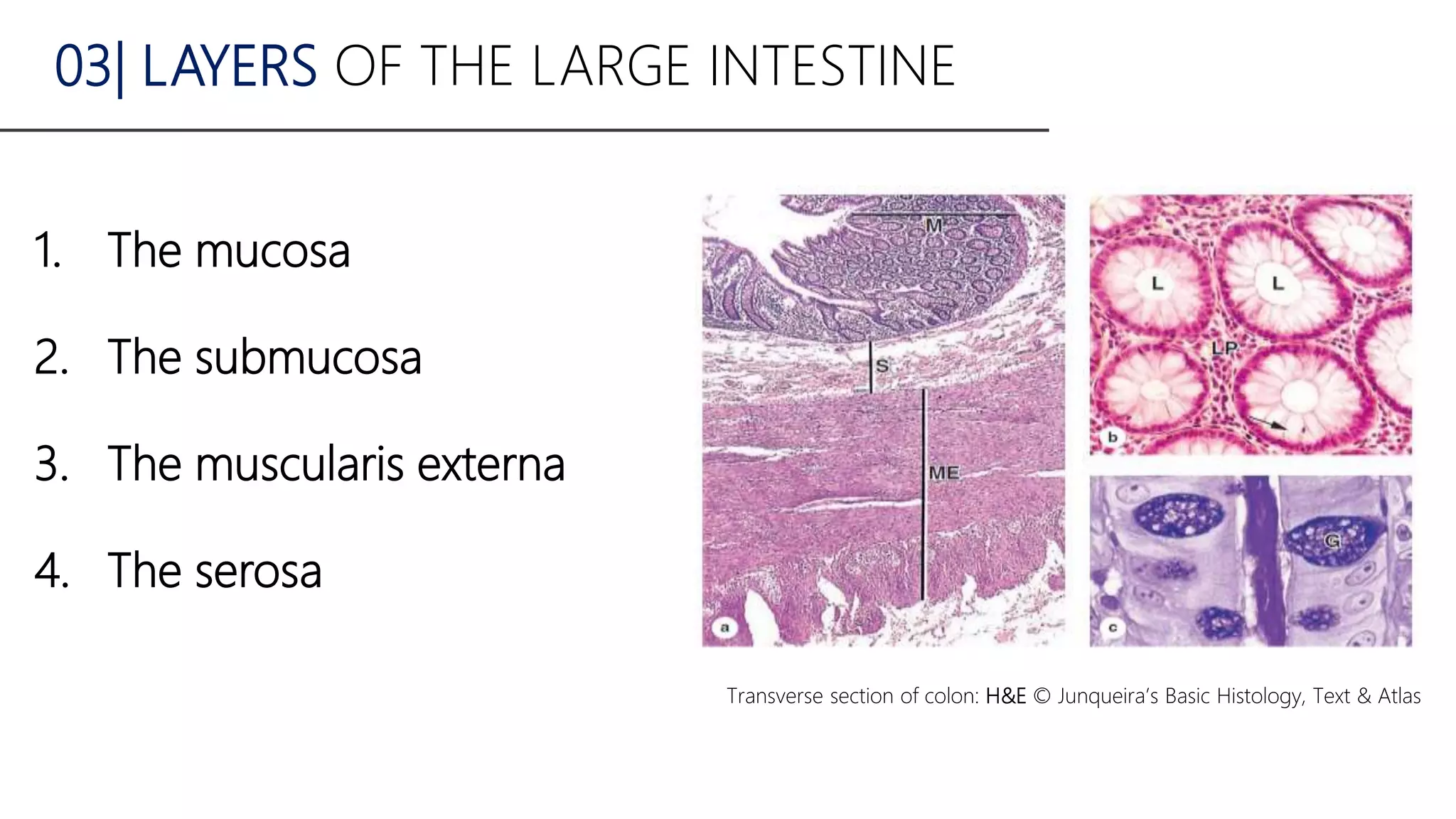 A seminar presentation on the histology of the large intestine | PPTX