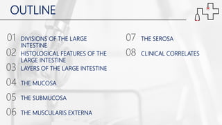 A seminar presentation on the histology of the large intestine | PPTX