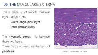 A seminar presentation on the histology of the large intestine | PPTX