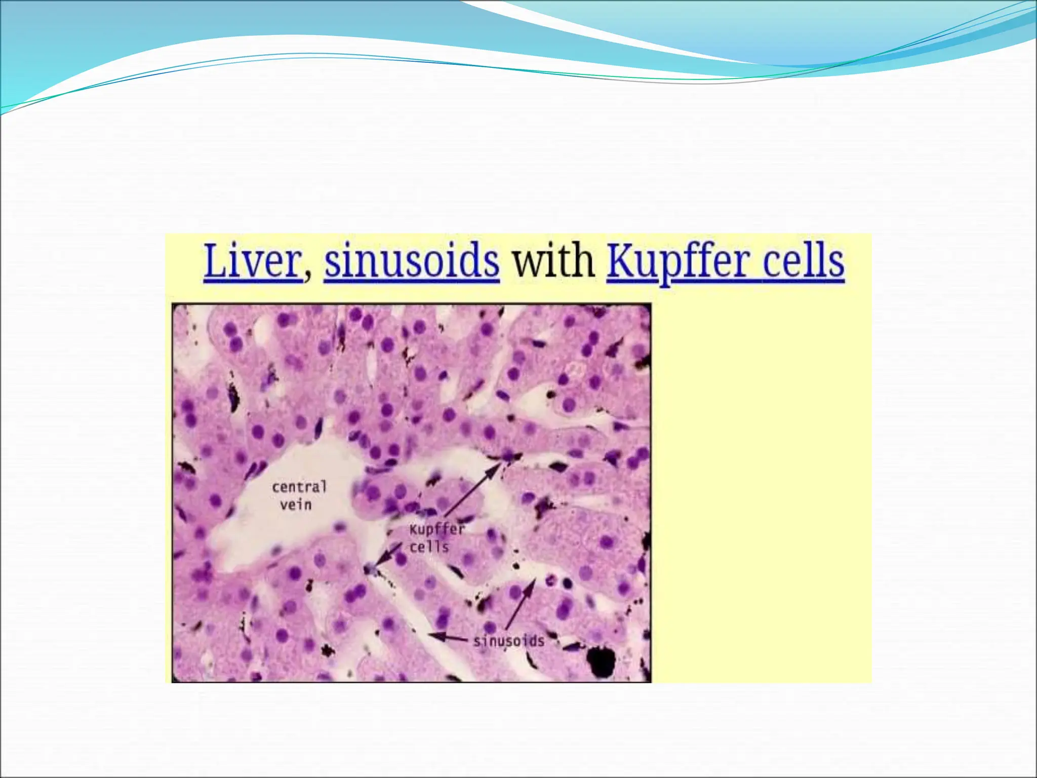 Histology of the liver.ppt this covers liver | PPT