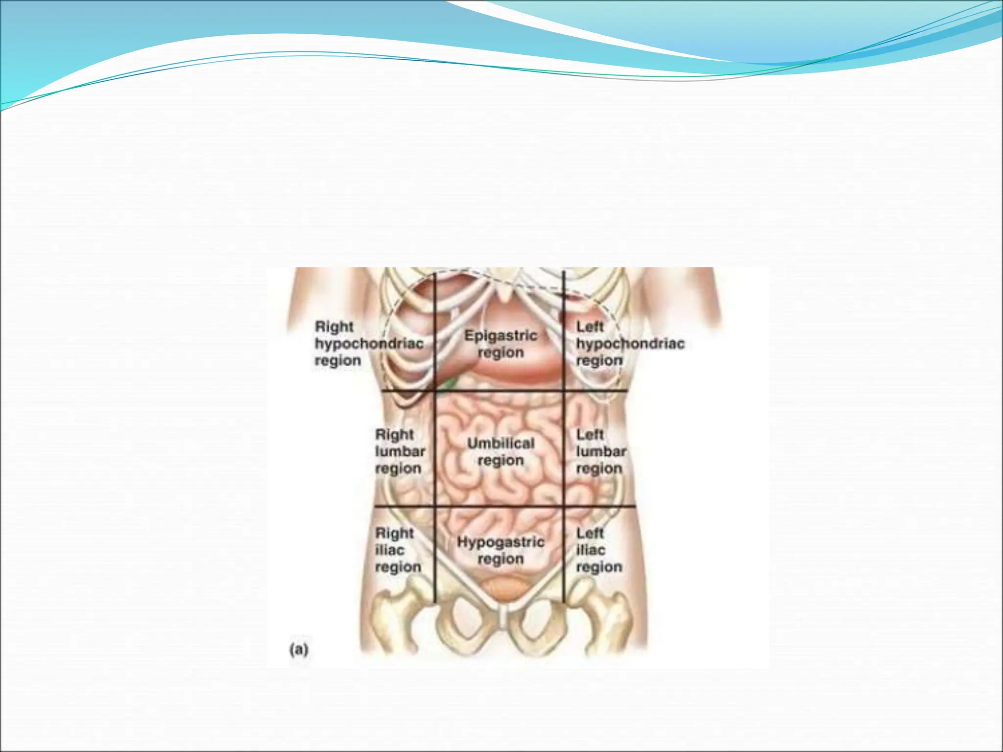Histology of the liver.ppt this covers liver | PPT