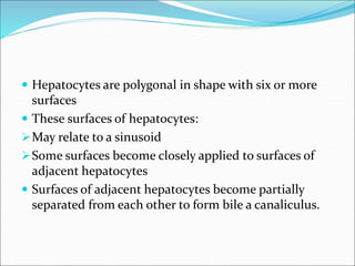 Histology of the liver.ppt this covers liver | PPT