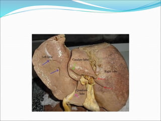 Histology of the liver.ppt this covers liver | PPT