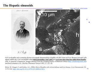 Histology of the liver - Maha Hammady.pptx