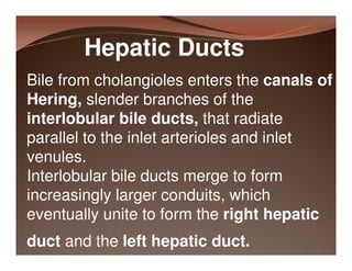 Histology of the liver and gall bladder [compatibility mode] | PDF