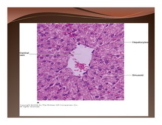 Histology of the liver and gall bladder [compatibility mode] | PPT