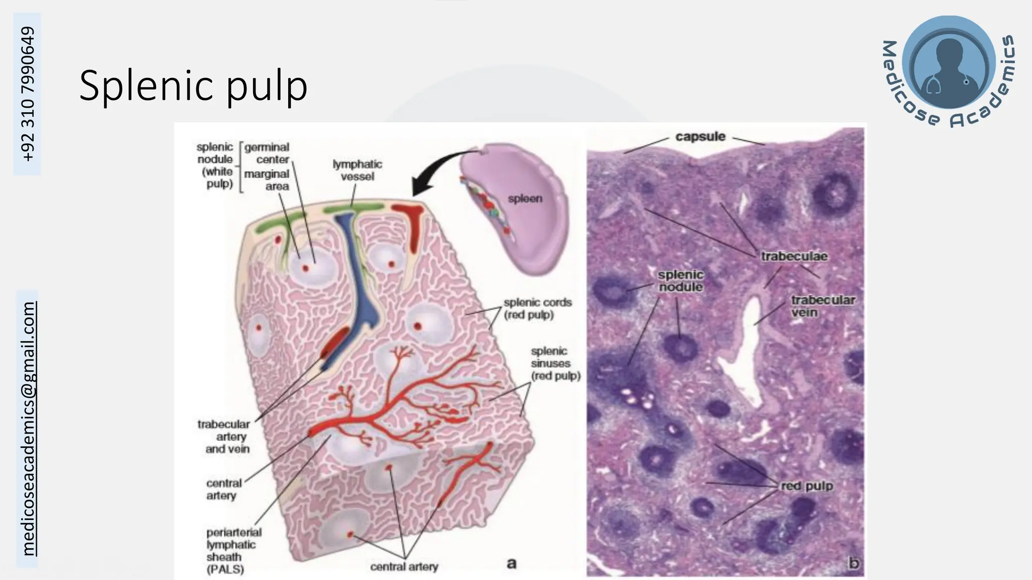 Histology of the Lymphoid Organs - Dr Muhammad Ali Rabbani | PDF