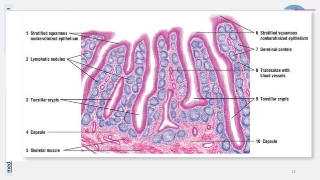 Histology of the Lymphoid Organs - Dr Muhammad Ali Rabbani | PDF ...