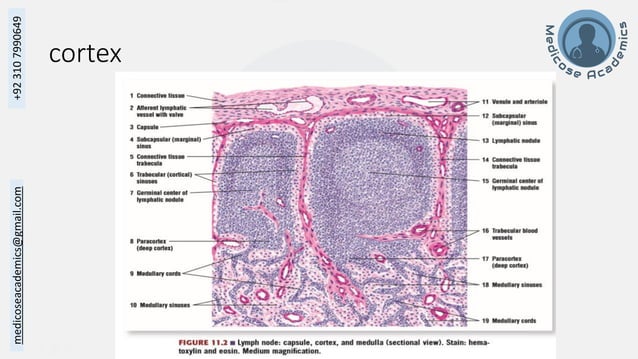 Histology of the Lymphoid Organs - Dr Muhammad Ali Rabbani | PDF ...