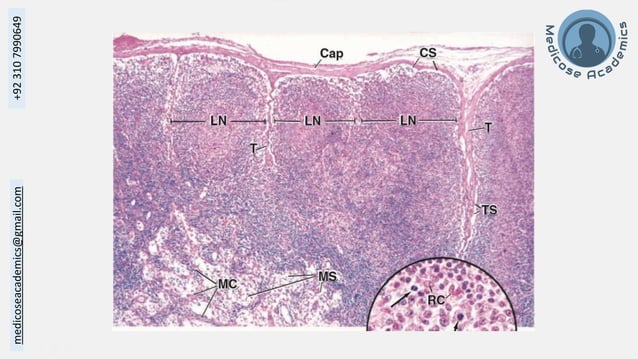 Histology of the Lymphoid Organs - Dr Muhammad Ali Rabbani | PDF ...