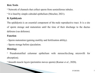 Histology of the Male and Female Reproductive Systems.pptx