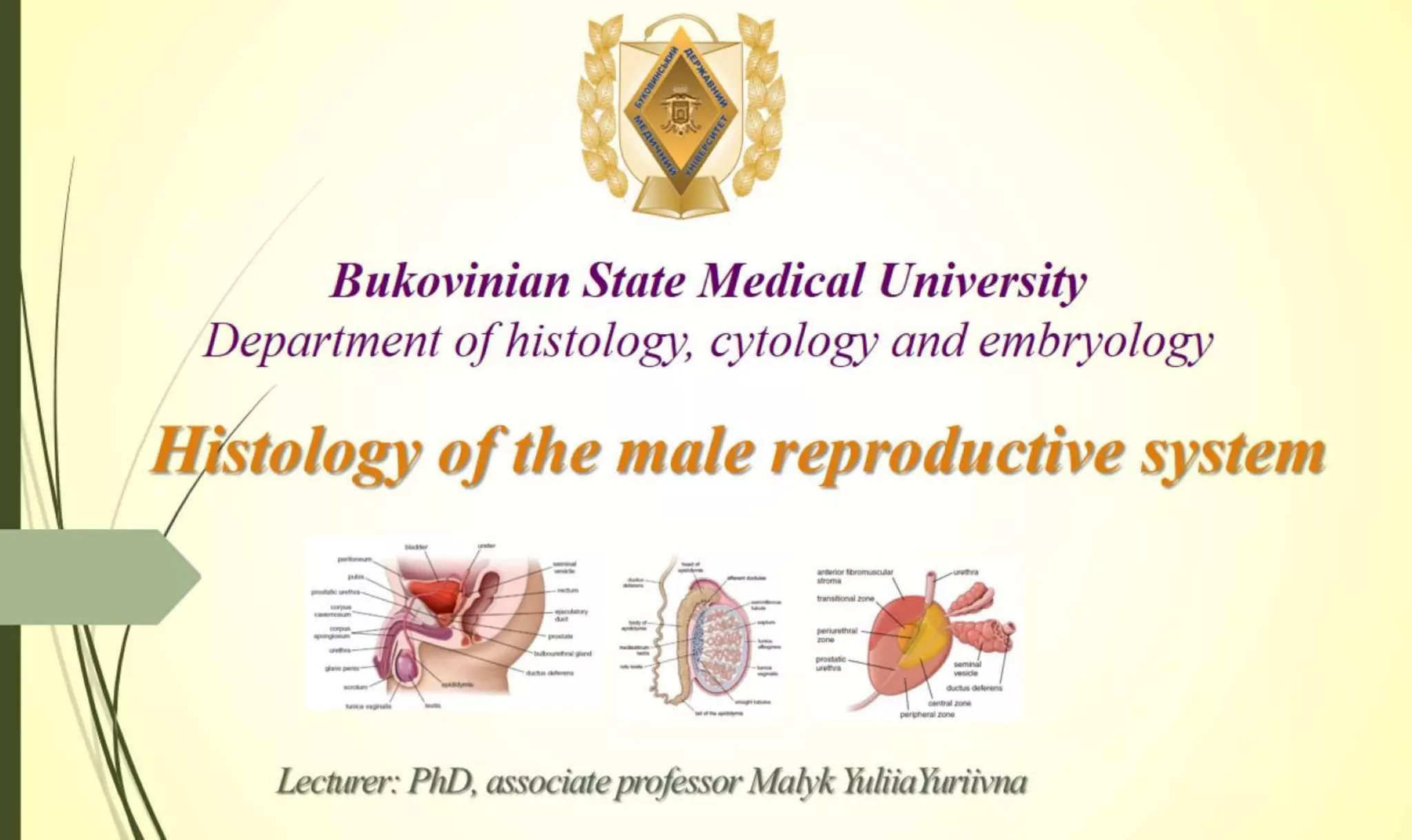 Histology of the male reproductive system | PPTX
