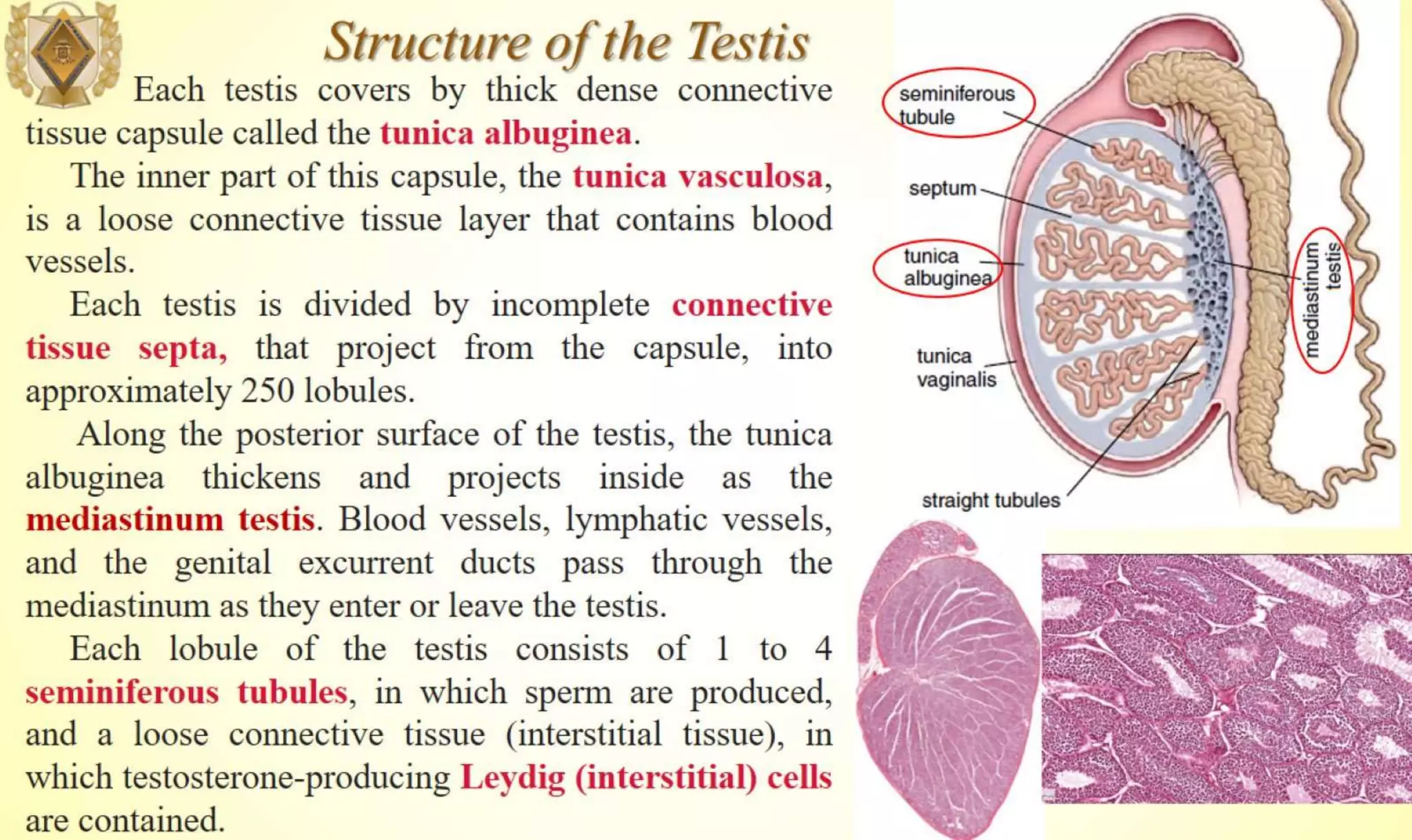 Histology of the male reproductive system | PPTX