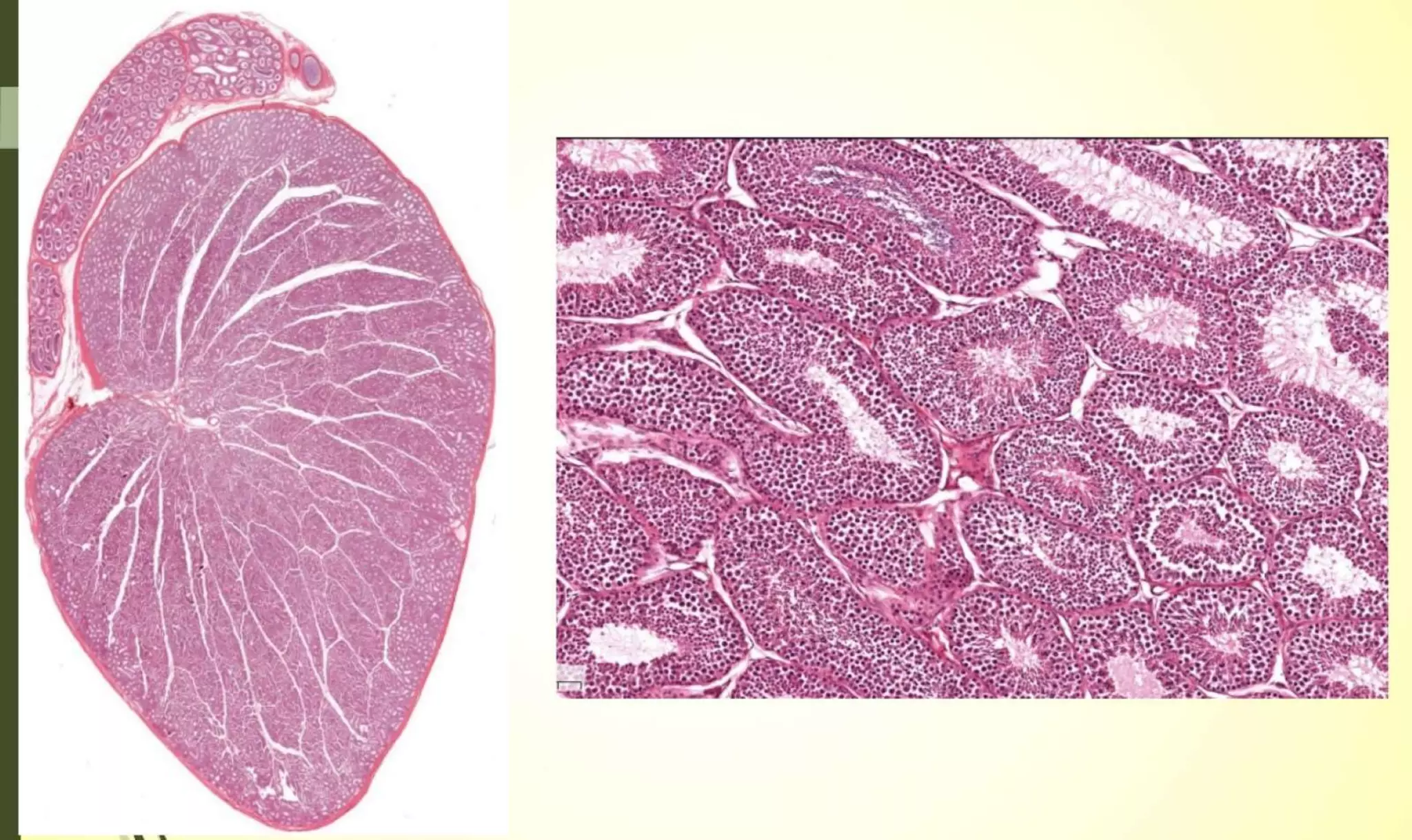 Histology of the male reproductive system | PPTX