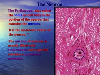 Histology of the nervous system | PPT